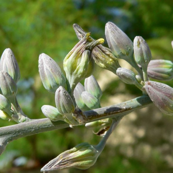 Giant Swordflower | Star Nursery Garden and Rock Centers