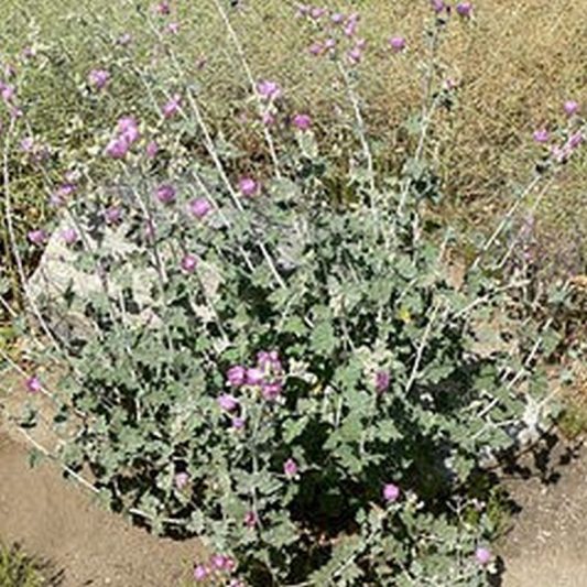 Globe Mallow | Star Nursery Garden and Rock Centers