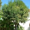 Glossy Privet Tree | Star Nursery Garden and Rock Centers