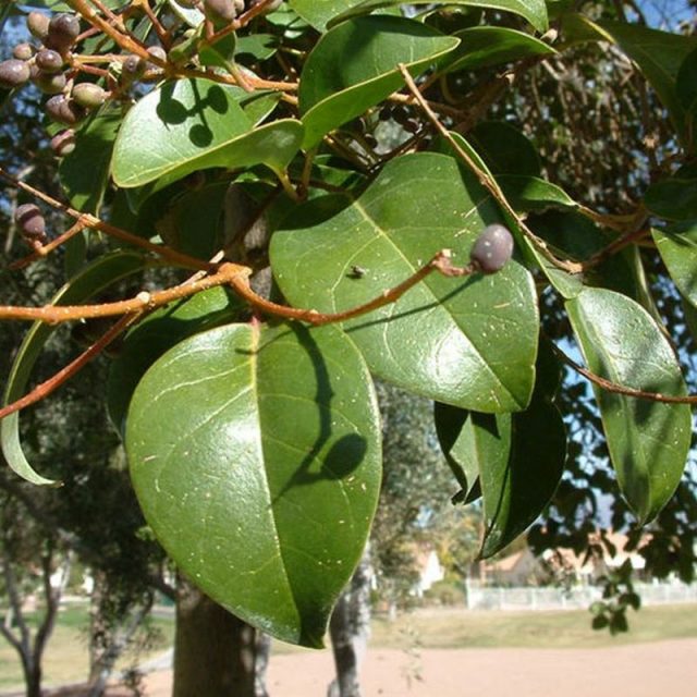 Glossy Privet Tree | Star Nursery Garden and Rock Centers