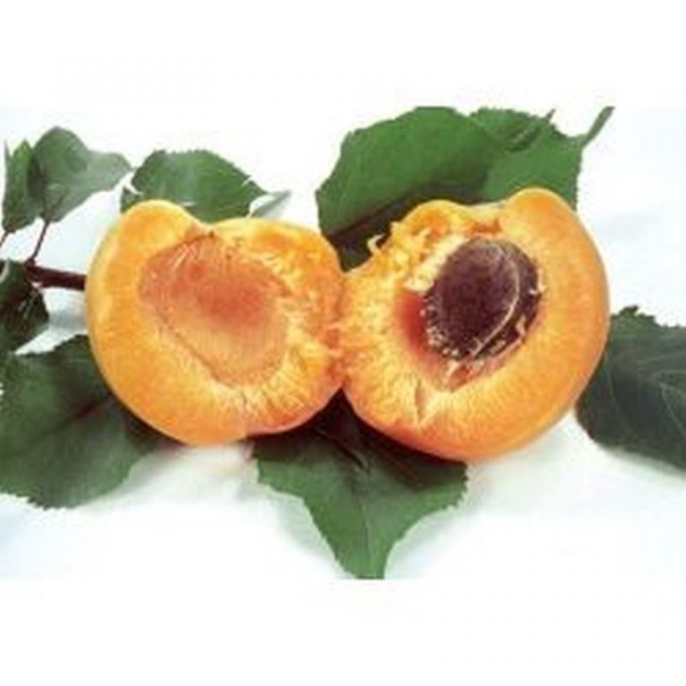 Gold Kist Apricot | Star Nursery Garden and Rock Centers