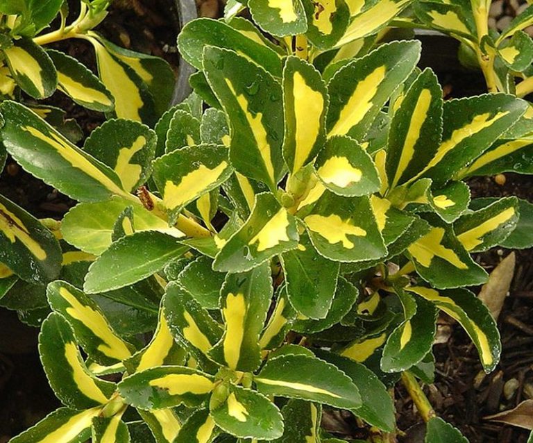 Gold Spot Euonymus