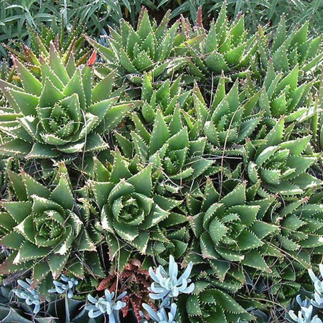 Gold Tooth Aloe | Star Nursery Garden and Rock Centers