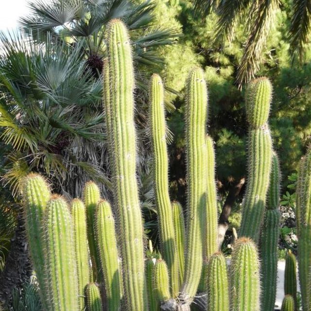 Gold Torch Cactus | Star Nursery Garden and Rock Centers