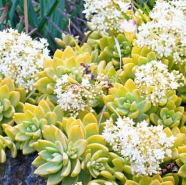 Golden Light Sedum | Star Nursery Garden and Rock Centers