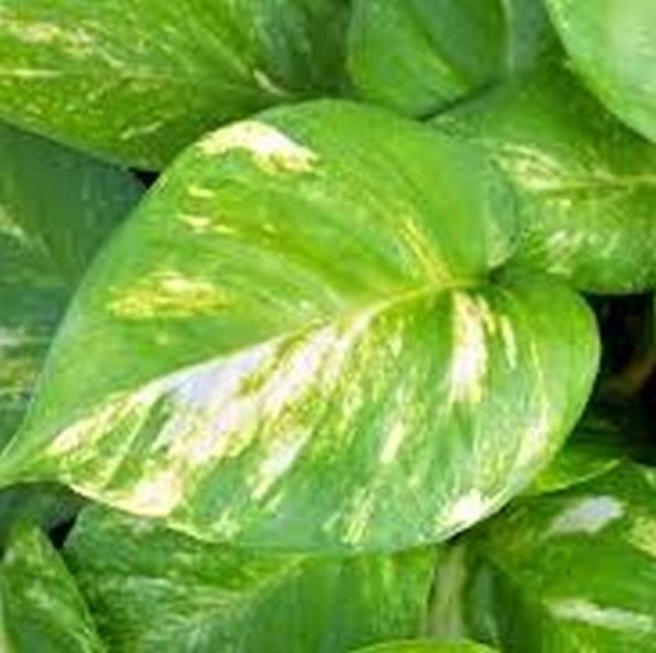 Golden Pothos | Star Nursery Garden and Rock Centers