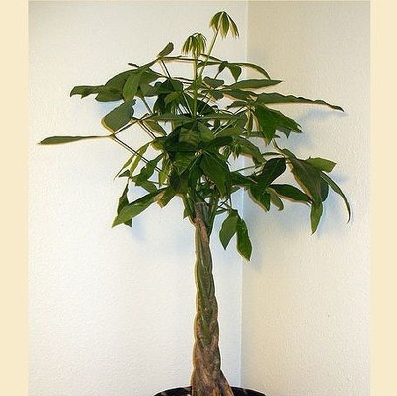 Good Luck Money Tree Braided Star Nursery Garden And Rock Centers