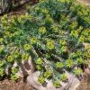 Gopher Plant | Star Nursery Garden and Rock Centers