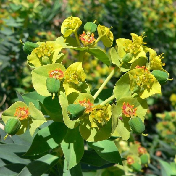 Gopher Plant | Star Nursery Garden and Rock Centers