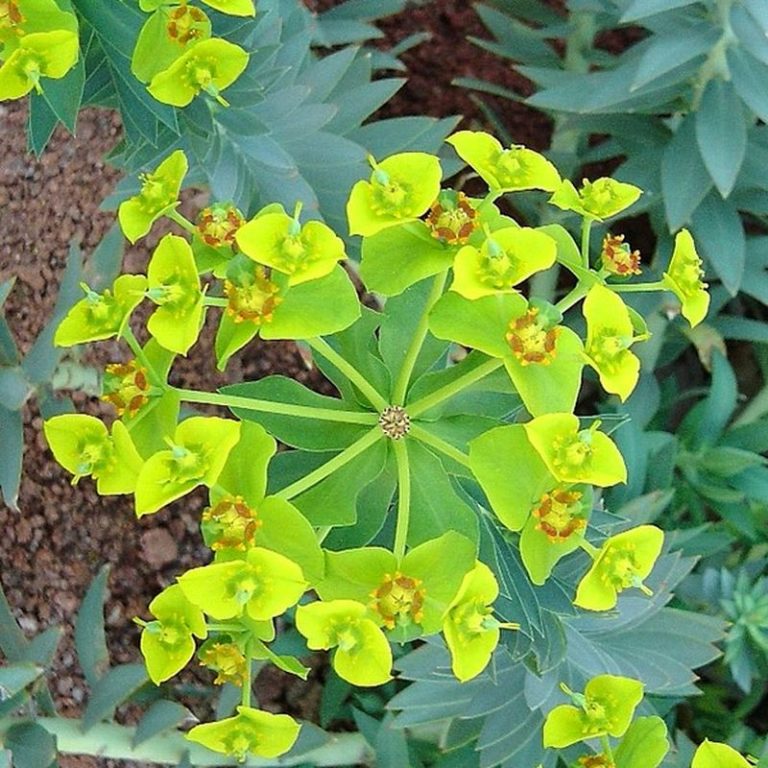 Gopher Plant | Star Nursery Garden and Rock Centers