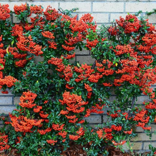 Graber Pyracantha Staked