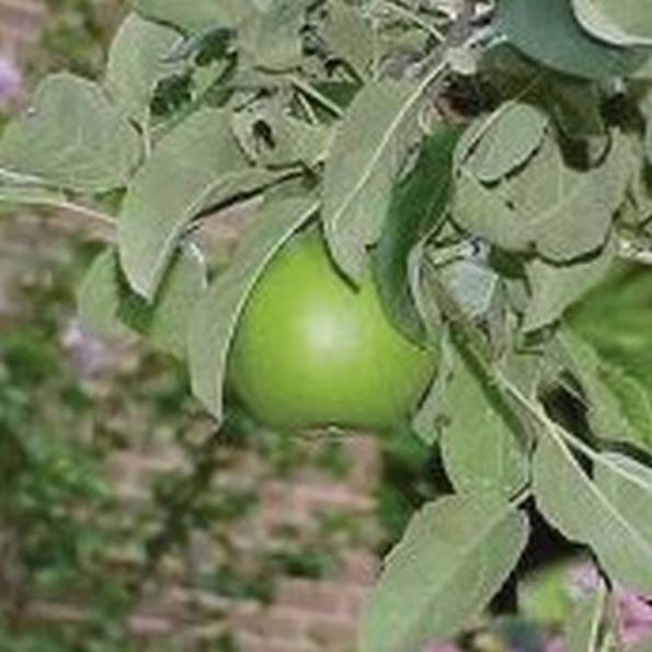 Granny Smith Apple | Star Nursery Garden and Rock Centers