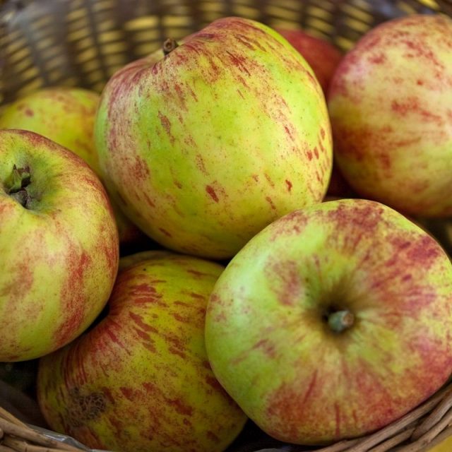 Gravenstein Apple | Star Nursery Garden and Rock Centers