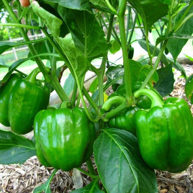 Green Bell Pepper | Star Nursery Garden and Rock Centers