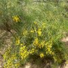 Green Cassia | Star Nursery Garden and Rock Centers