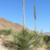 Desert Spoon | Star Nursery Garden and Rock Centers