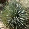 Desert Spoon | Star Nursery Garden and Rock Centers
