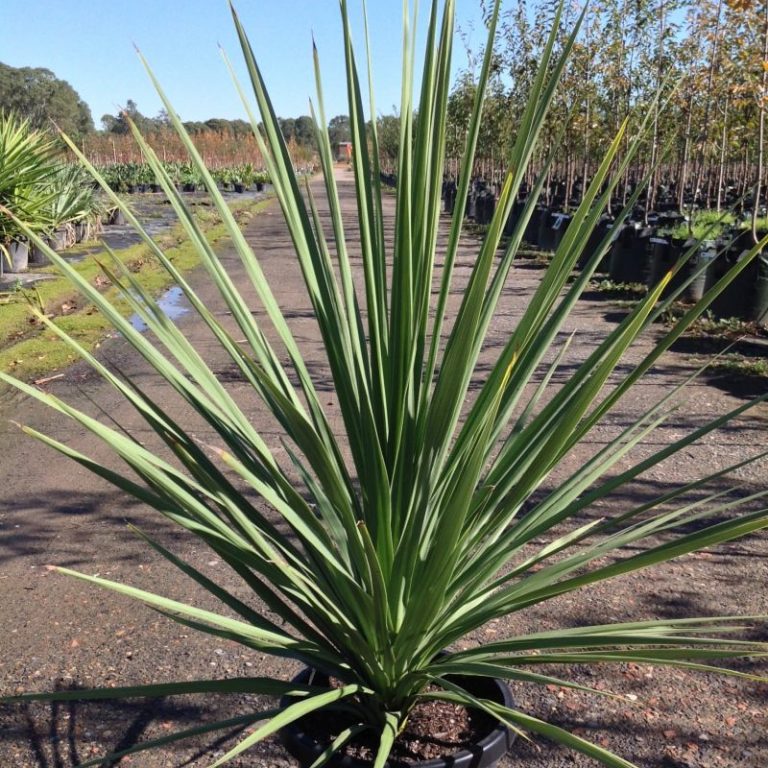 Green Dracaena Star Nursery Garden And Rock Centers