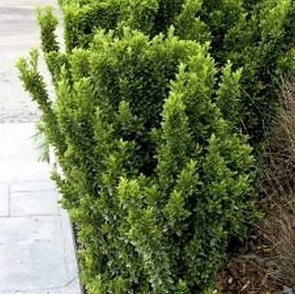 Greenspire Euonymus | Star Nursery Garden and Rock Centers