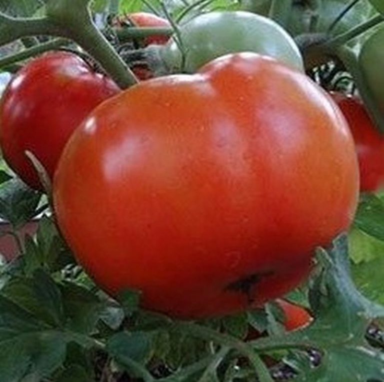 Heatmaster Tomato | Star Nursery Garden and Rock Centers