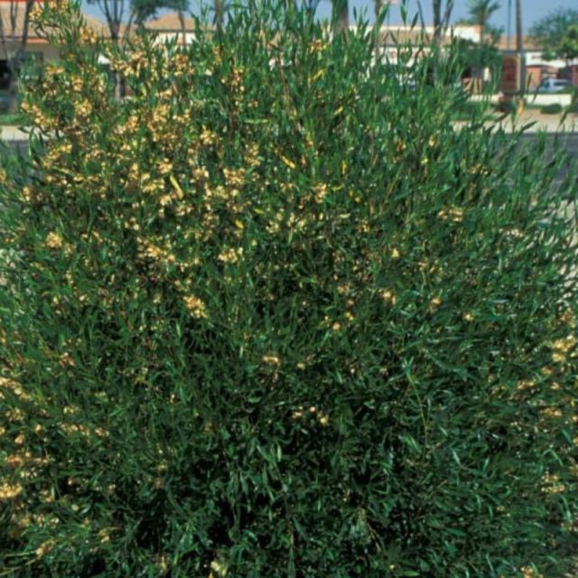 Hopseed Bush | Star Nursery Garden and Rock Centers