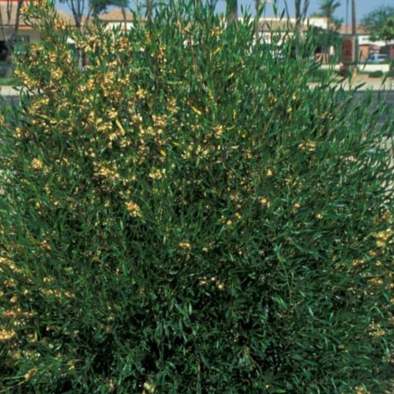 Hopseed Bush