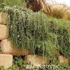 Huntington Carpet Rosemary | Star Nursery Garden and Rock Centers