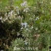 Huntington Carpet Rosemary | Star Nursery Garden and Rock Centers