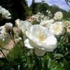 Iceberg White Rose | Star Nursery Garden and Rock Centers