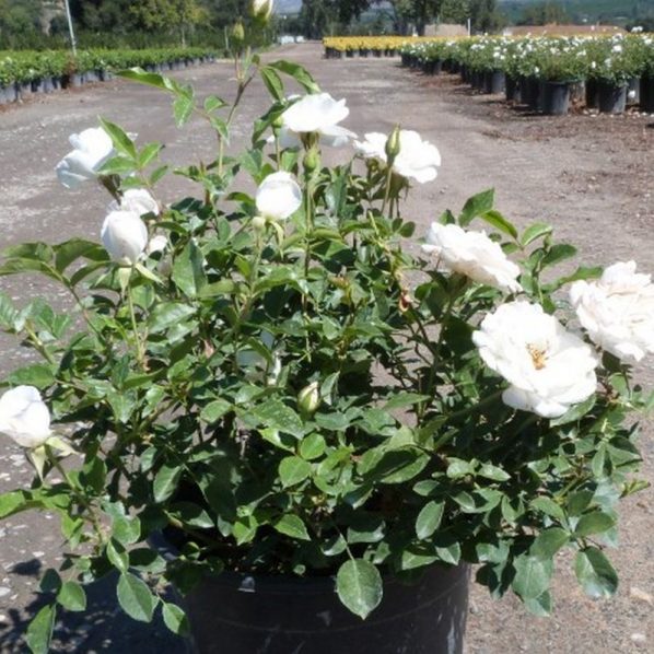 Iceberg White Rose | Star Nursery Garden and Rock Centers