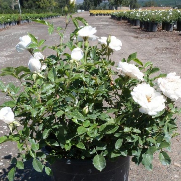 Iceberg White Rose | Star Nursery Garden and Rock Centers