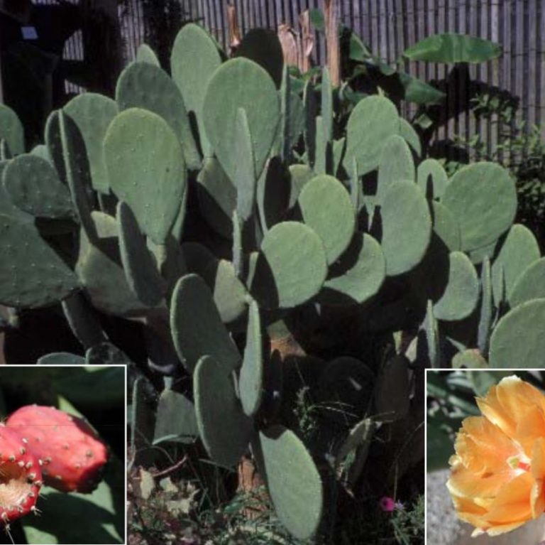 Indian Fig Cactus | Star Nursery Garden and Rock Centers
