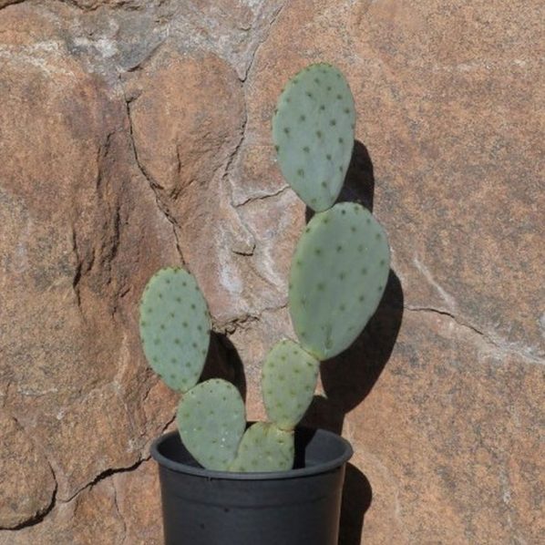 Indian Fig Cactus