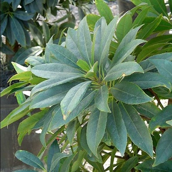 Japanese Blueberry Tree | Star Nursery Garden and Rock Centers