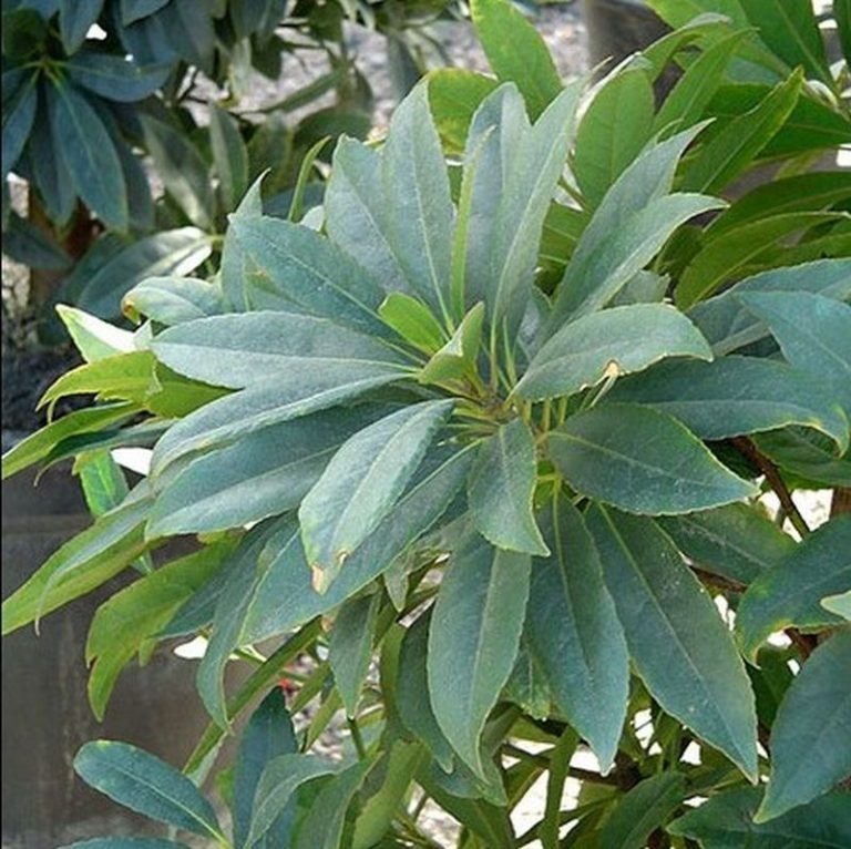 Japanese Blueberry Tree | Star Nursery Garden and Rock Centers