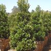 Japanese Blueberry Tree | Star Nursery Garden and Rock Centers