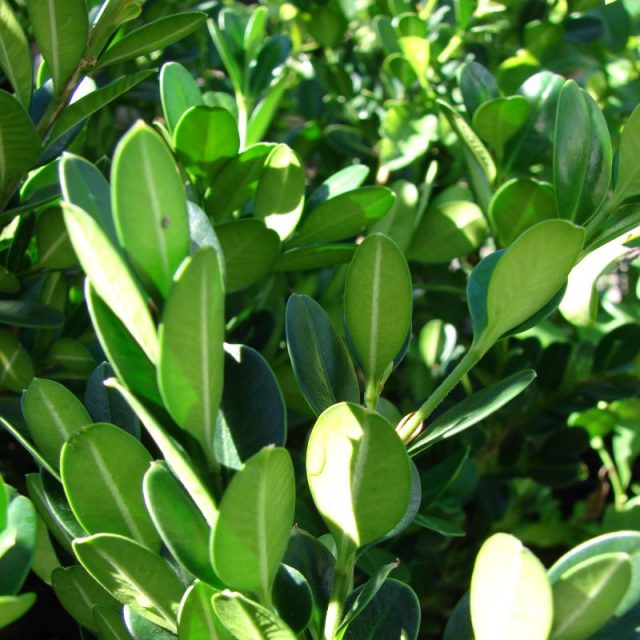 Japanese Boxwood | Star Nursery Garden and Rock Centers