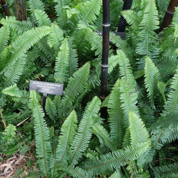 Jesters Crown Fern | Star Nursery Garden and Rock Centers