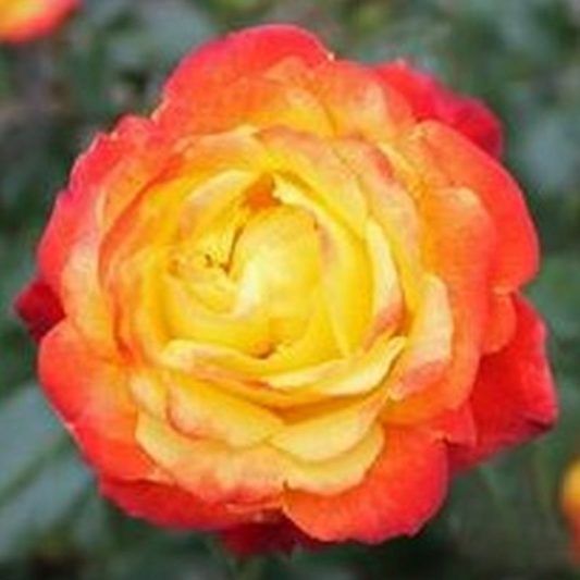 Judy Garland Rose | Star Nursery Garden and Rock Centers