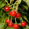 Kansas Sweet Cherry | Star Nursery Garden and Rock Centers