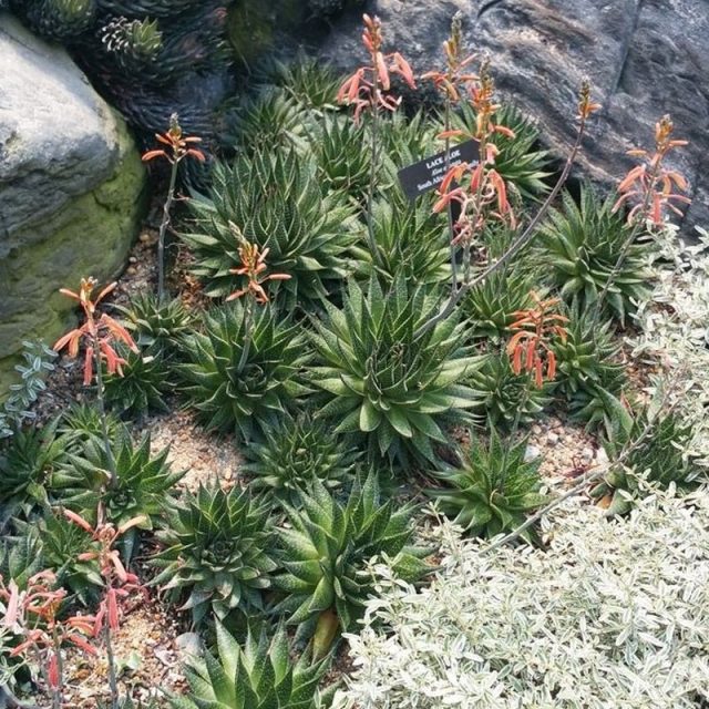 Lace Aloe | Star Nursery Garden and Rock Centers