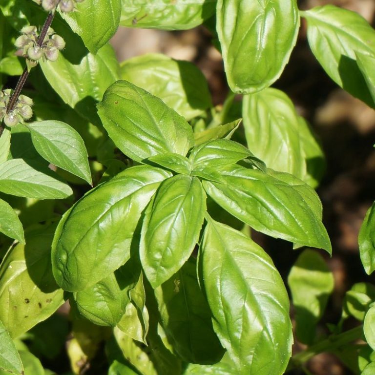 Large Leaf Basil | Star Nursery Garden and Rock Centers