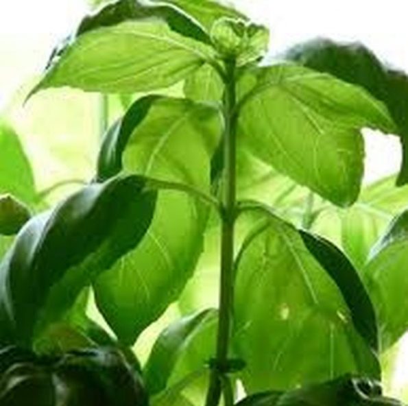 Large Leaf Basil | Star Nursery Garden and Rock Centers