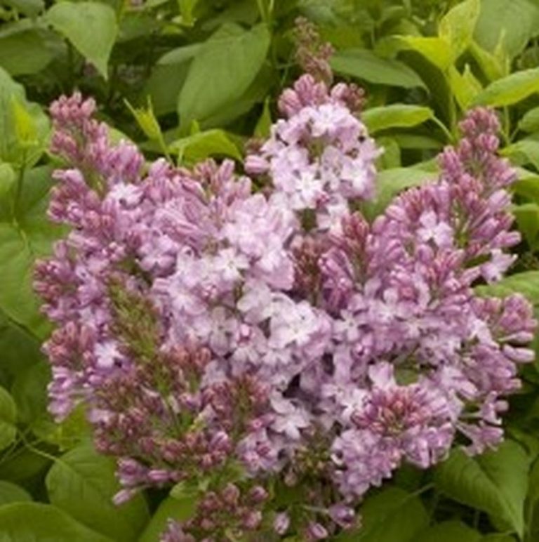 Lavender Lady Lilac | Star Nursery Garden and Rock Centers