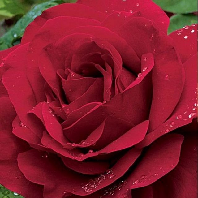 Legends Rose | Star Nursery Garden and Rock Centers