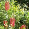 Lemon Bottlebrush | Star Nursery Garden and Rock Centers