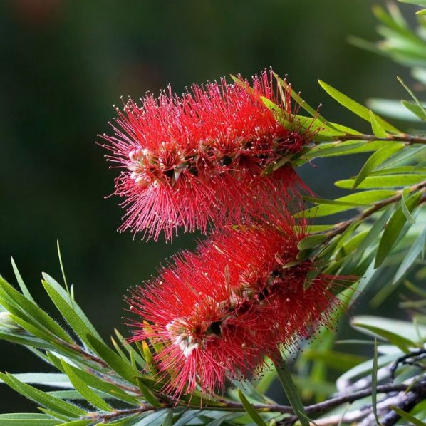 Lemon Bottlebrush | Star Nursery Garden and Rock Centers