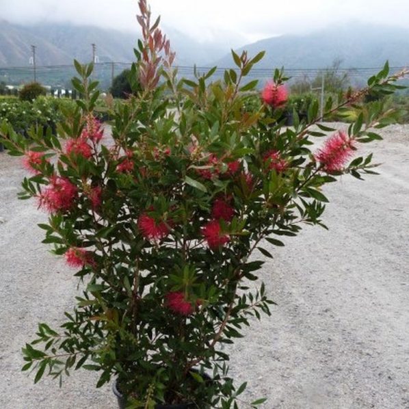 Lemon Bottlebrush | Star Nursery Garden and Rock Centers