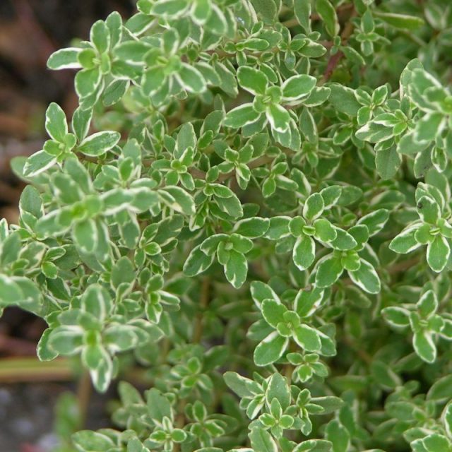 Lemon Thyme | Star Nursery Garden and Rock Centers