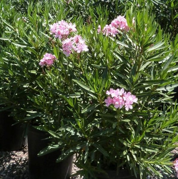 Light Pink Oleander | Star Nursery Garden and Rock Centers